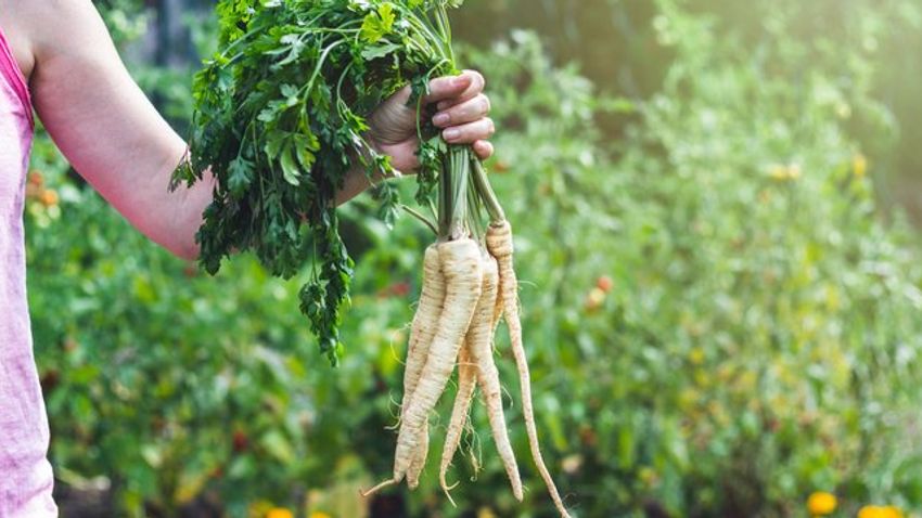 A szűzpecsenyénél is drágább a fehér répa | BorsOnline