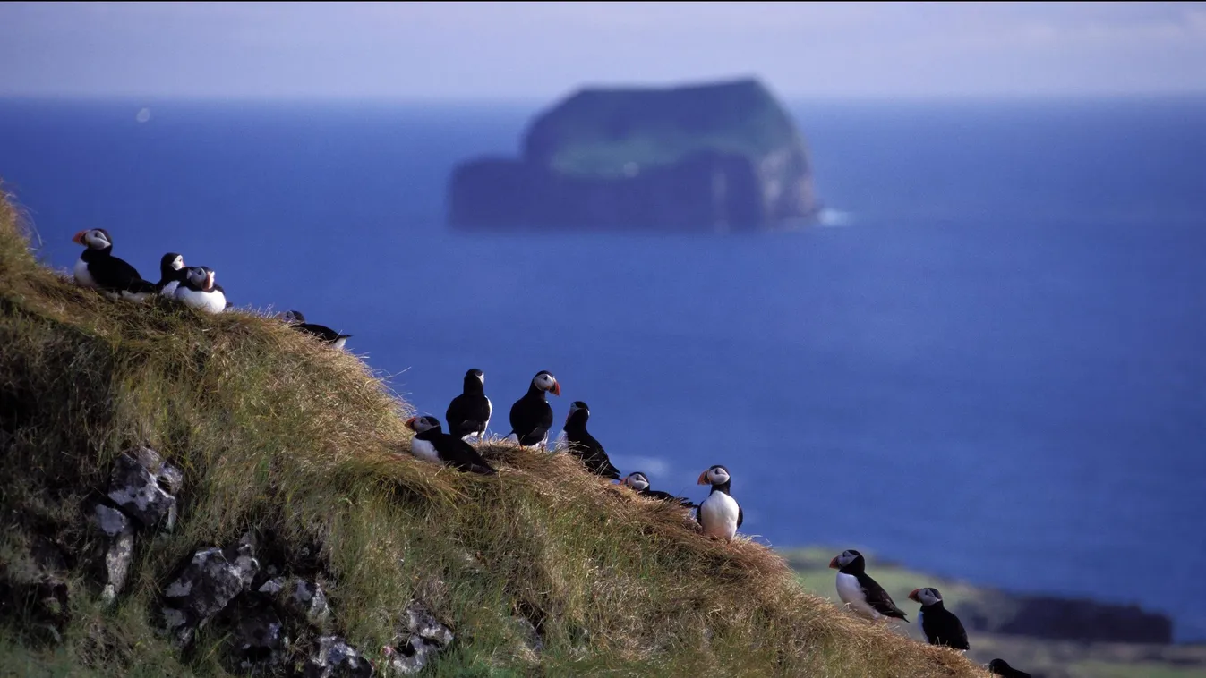 Elefánt szikla, vulkánok, lundák, bálnák - egy csodákkal teli izlandi ...