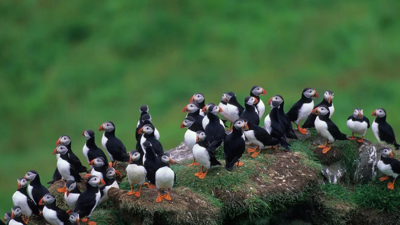 A lundák mit sem sejtenek a napfogyatkozásról, de cukik