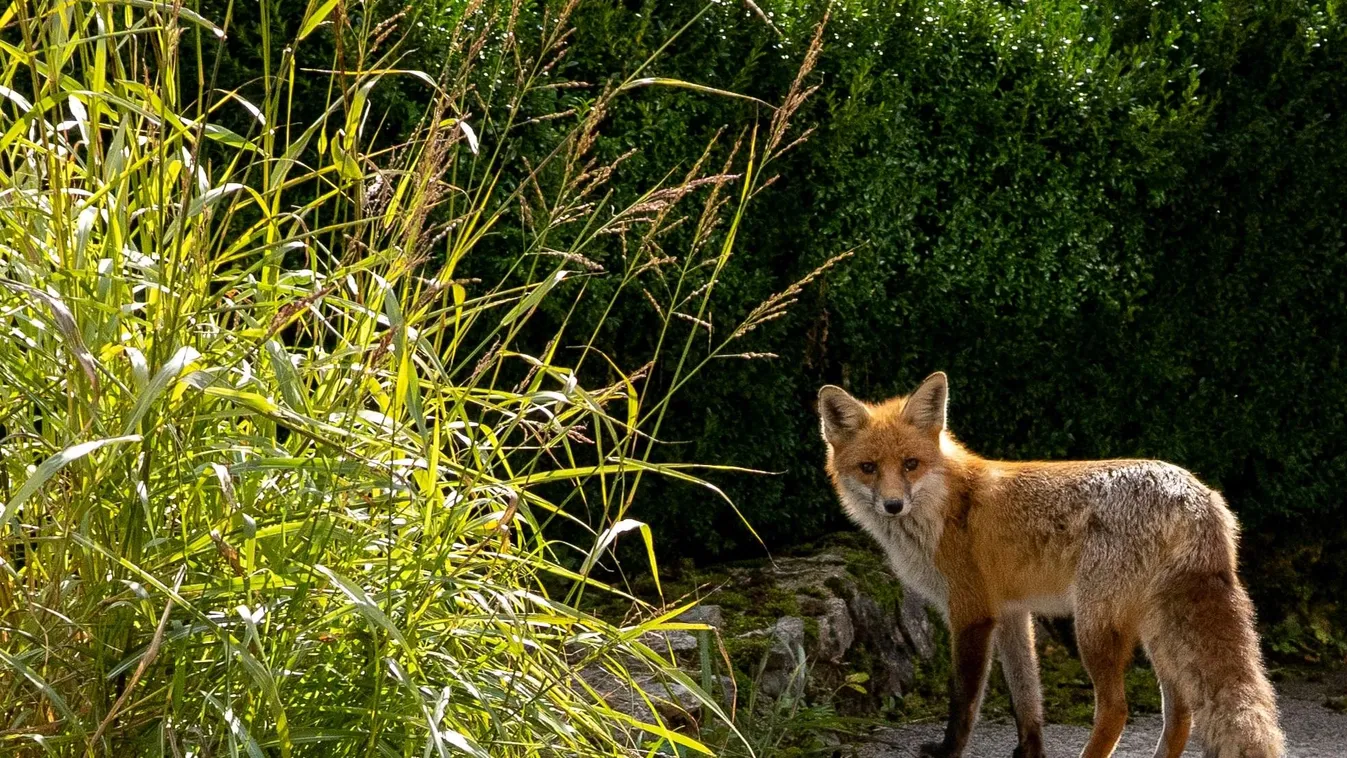 Videó: Egy cuki róka üdvözölte a bicikliseket Tatabányánál