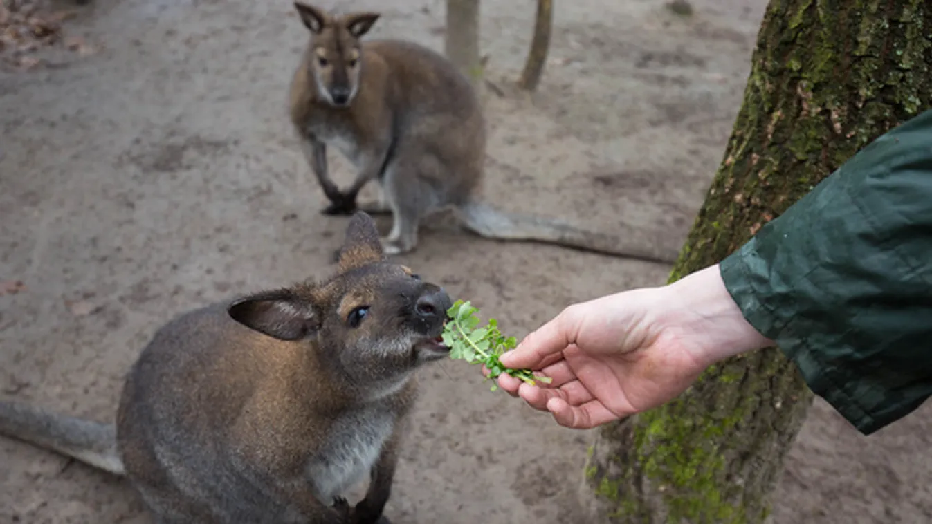 Nádi farkas-spotting az újranyitott Nyírjesi Vadasparkban