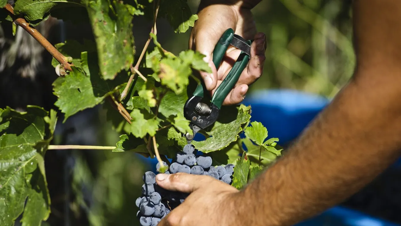 Magyar vörösbor a világ legjobbja