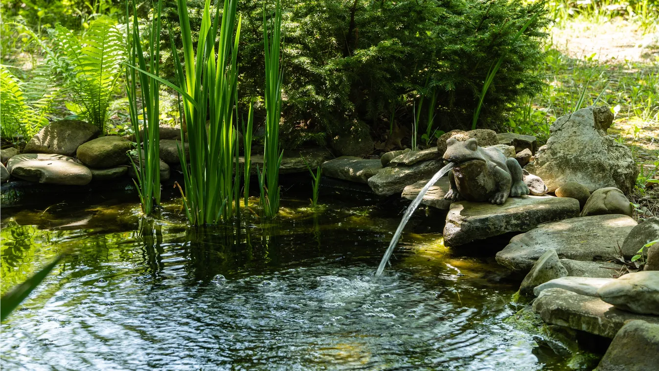 Rejtély: Hogyan kerültek halak a kerti tóba?