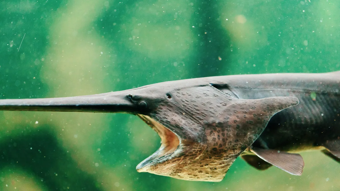 Új rekord született: Magyar lány fogta ki Európa legnagyobb tokhalát