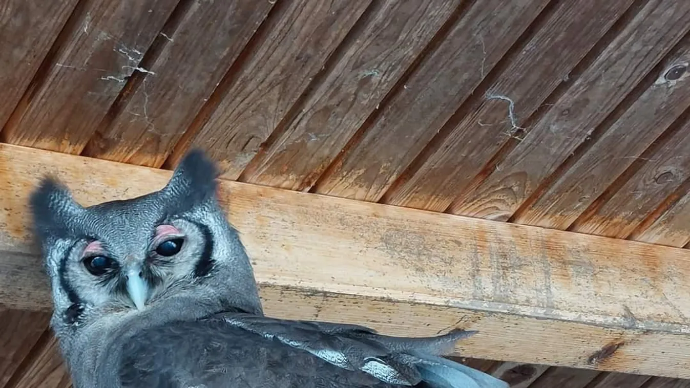 A balatonedericsi múzeumban található afrikai bagoly, Hululu rejtélyes története