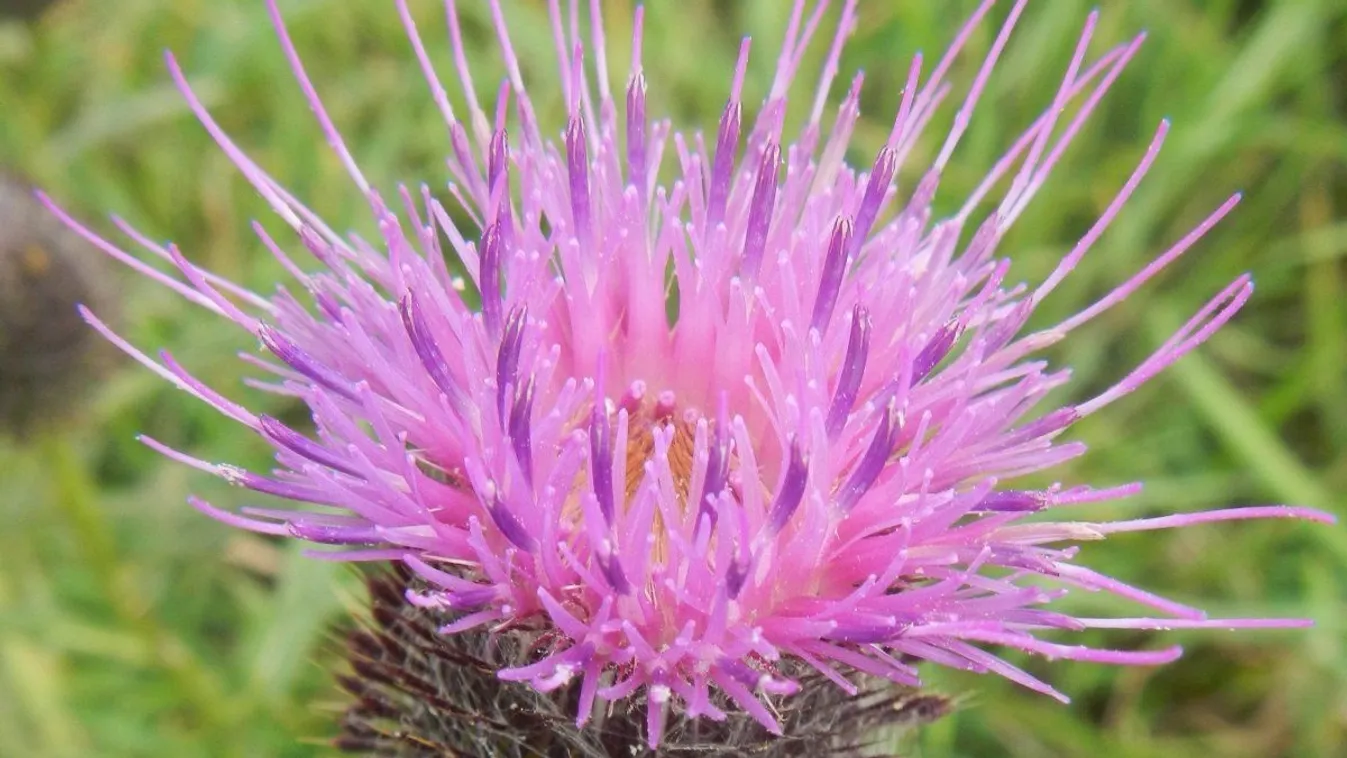 Gyönyörűek ezek az aszatok, és sokan is vannak!