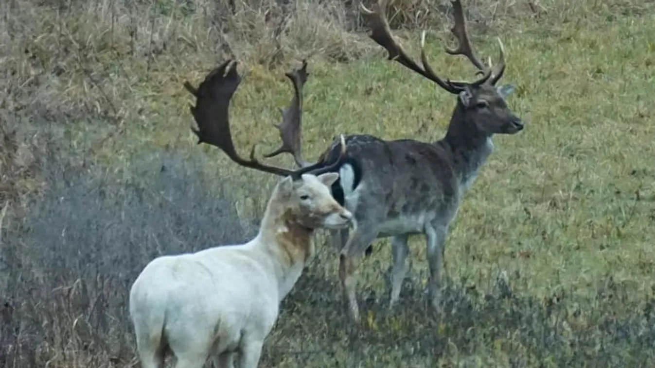 Fehér szarvast fotózott egy túrázó a Mátra közelében