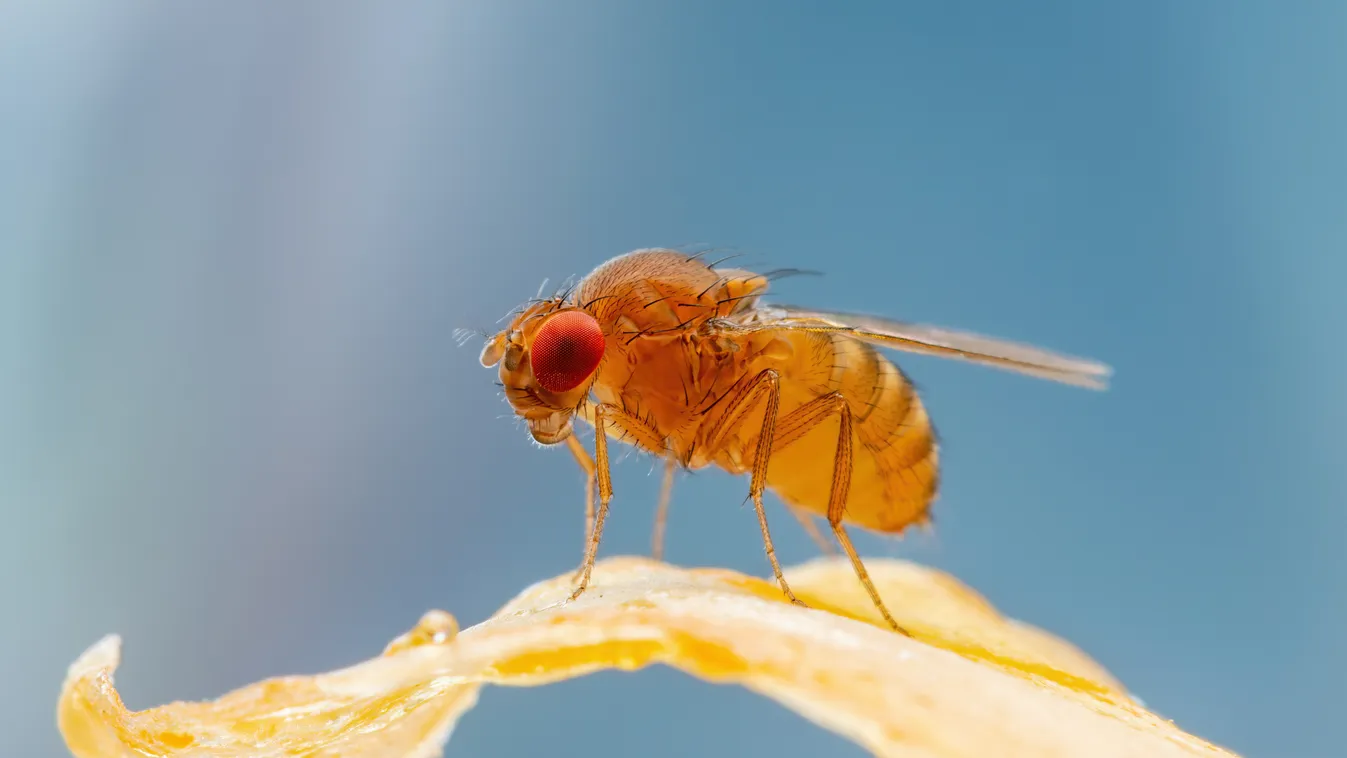 Házi praktika a muslicák ellen! Így űzheted el a kis kártevőket!
