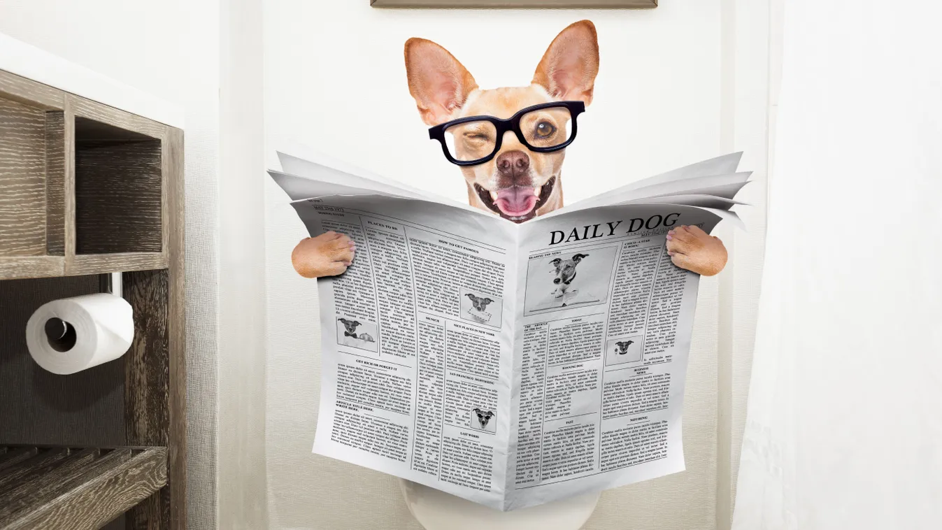 Bosszúpisi és rombolás: tévedsz, ha azt hiszed, így büntet a kutyád!