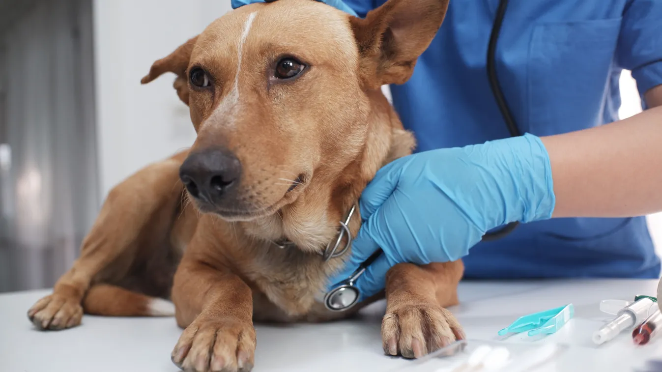 Lyme-kór tünetei a kutyáknál: így ismerheted fel időben a tüneteket