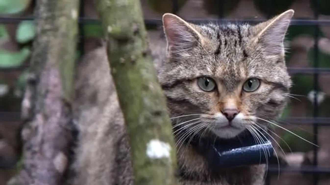 Itt az örömhír: Előkerült Lukrécia, a nyomkövetővel ellátott vadmacska